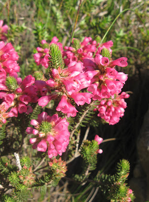 Earth laughs in flowers