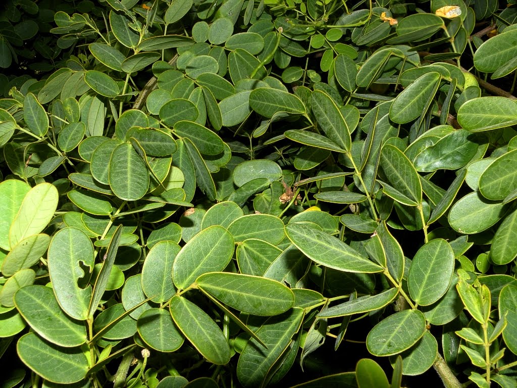 Uruguay's wildlife & Natural sanctuaries - Santuarios naturales & flora ...