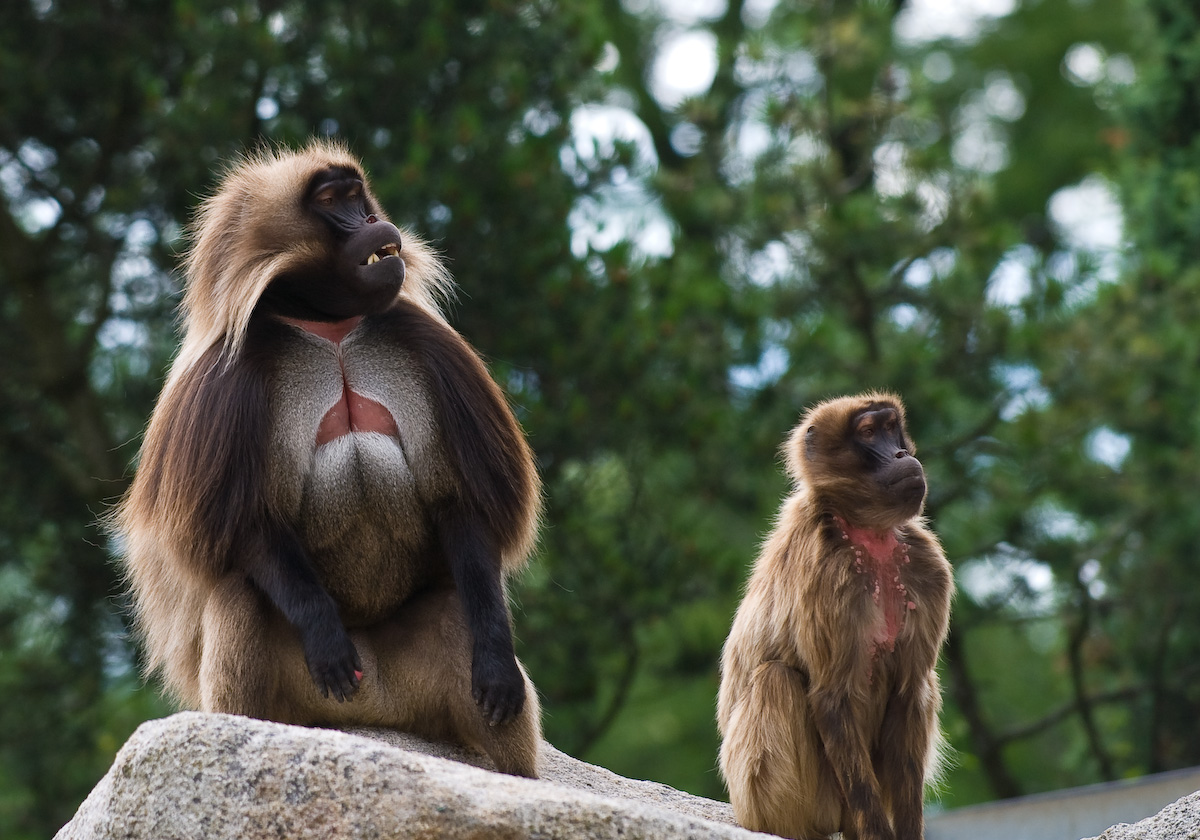 Gelada