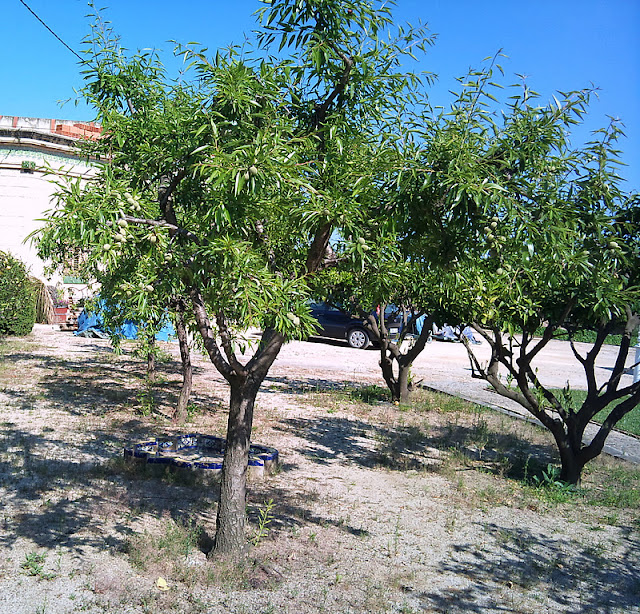 Árboles con alma: Almendro. Ametller. (Prunus dulcis)