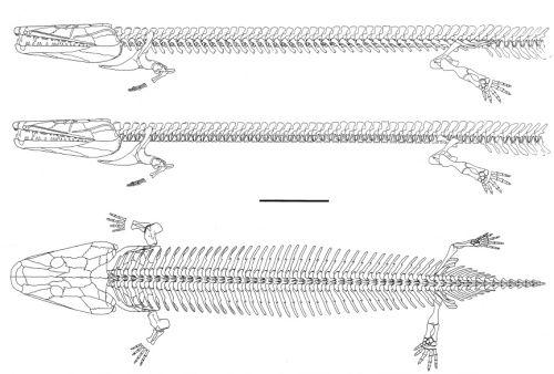 Blog de la Vida Prehistórica: Greererpeton