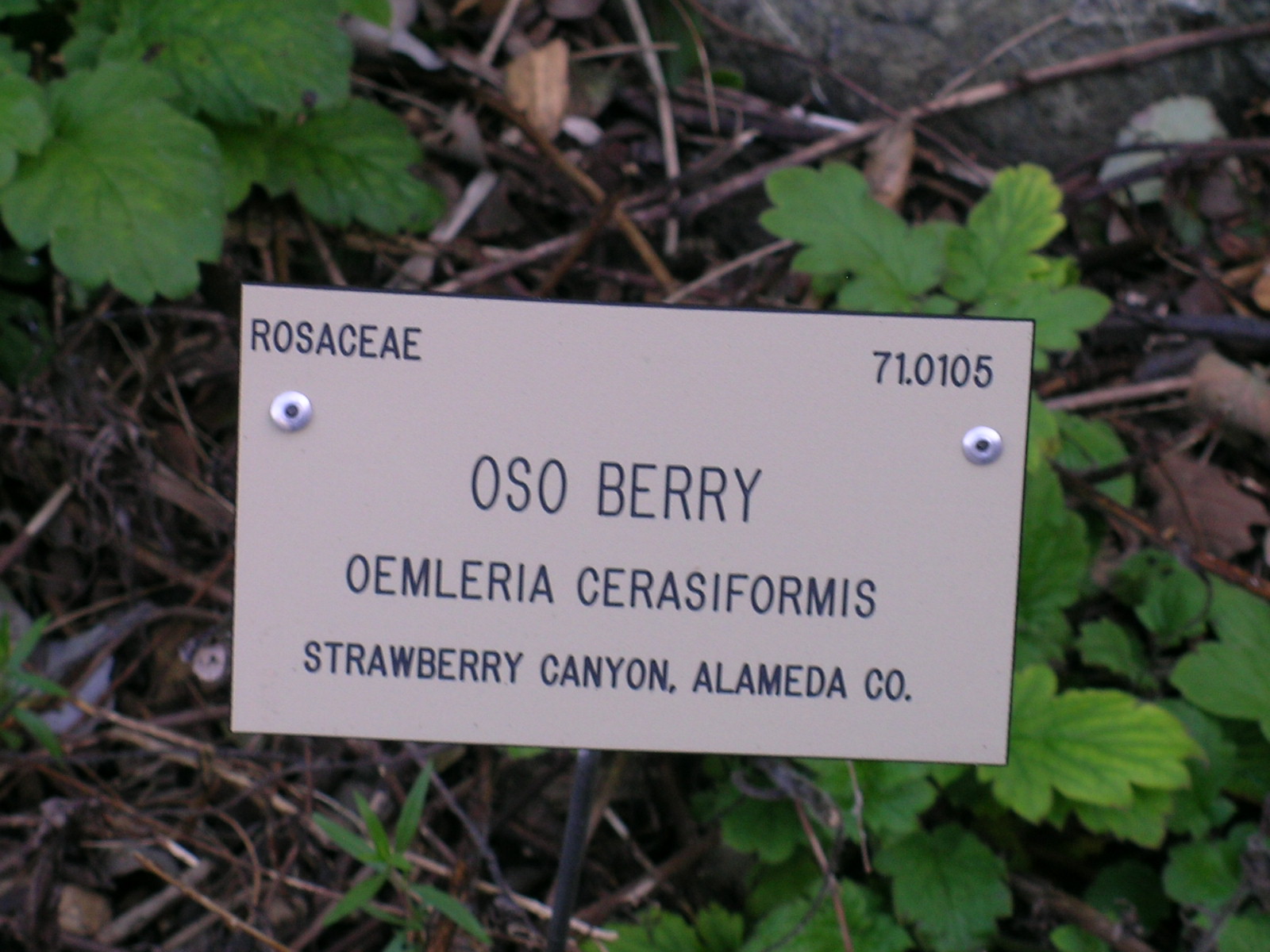 Berkeley Butterfly Blog: Oemleria cerasiformis--Oso Berry