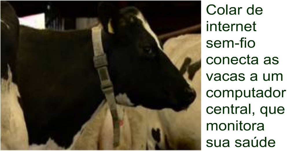 Center Vet: Fazendas "conectam" vacas à internet para melhorar produção ...