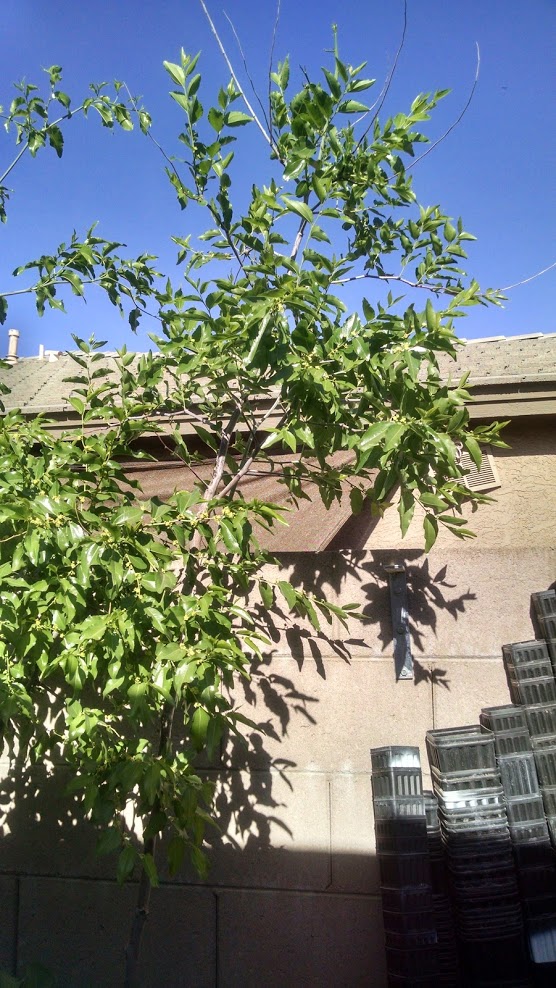 Desert Valley Orchard: Shanxi Li Jujube