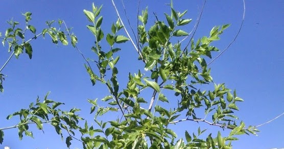 Desert Valley Orchard: Shanxi Li Jujube