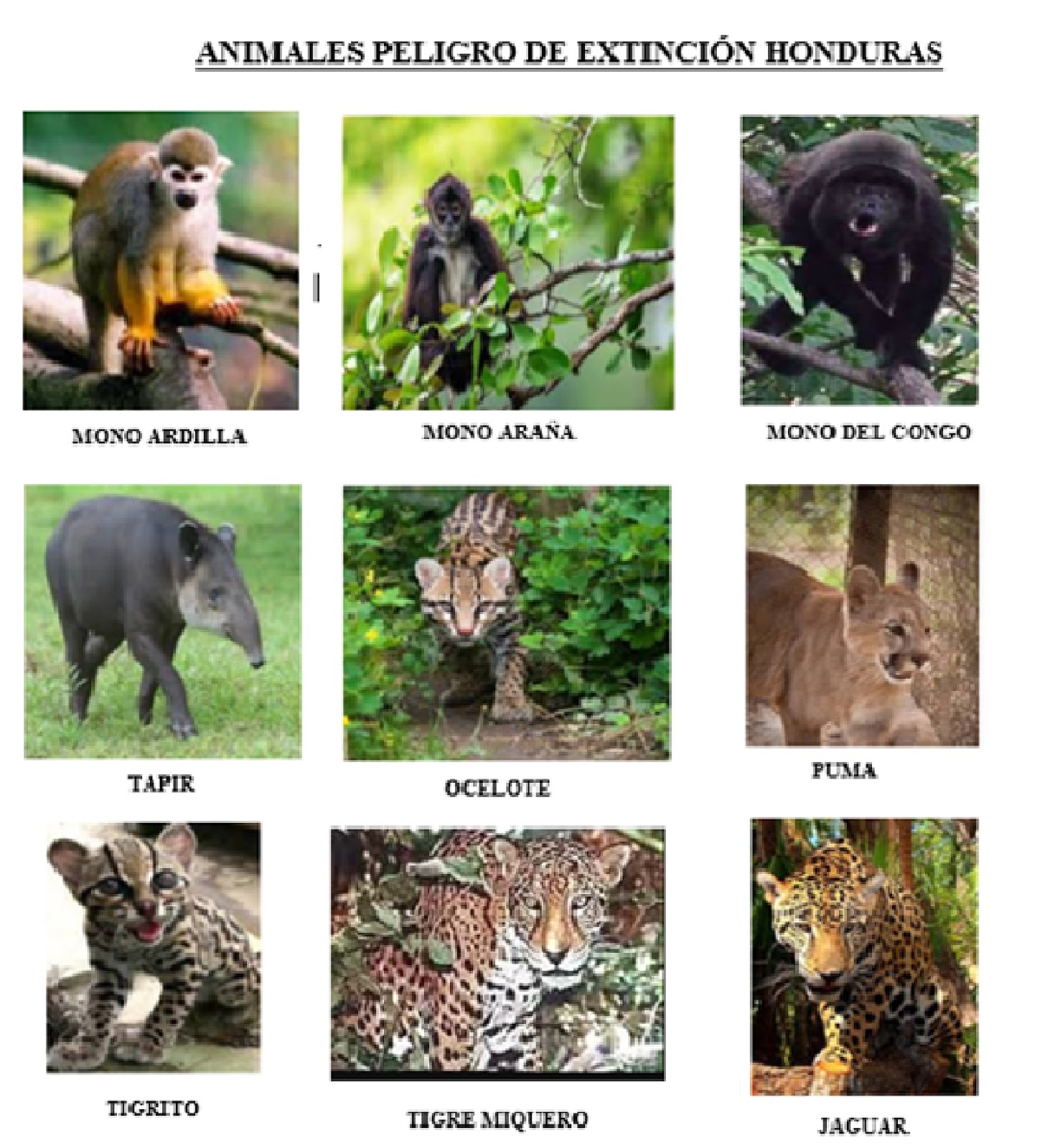 Lista 95+ Foto Cartel De Un Animal En Peligro De Extinción Actualizar