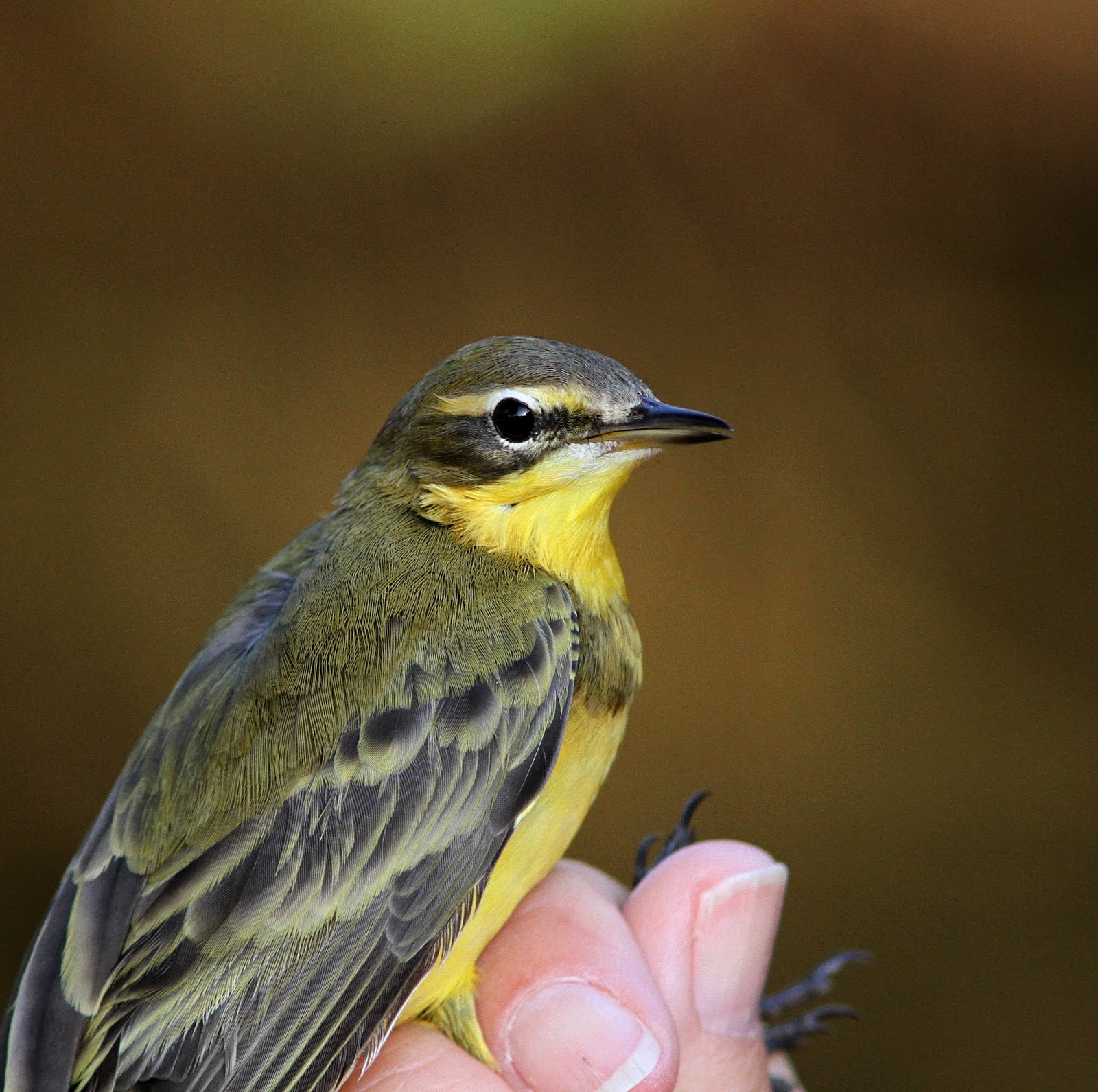 Northamptonshire Birding: Bird Ringing