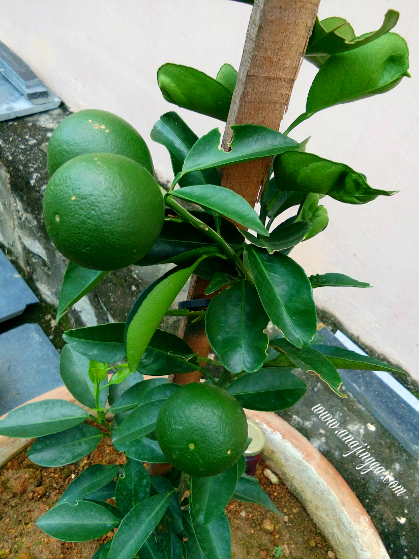 Tanaman Dalam Pasu- Menfaatkan Setiap Ruang Yang Ada