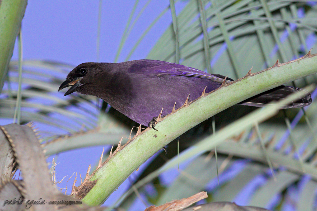 mis fotos de aves: Cyanocorax cyanomelas Urraca Morada Purplish Jay