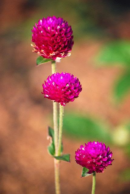 Gomphrena Globosa ~ Photos Hub
