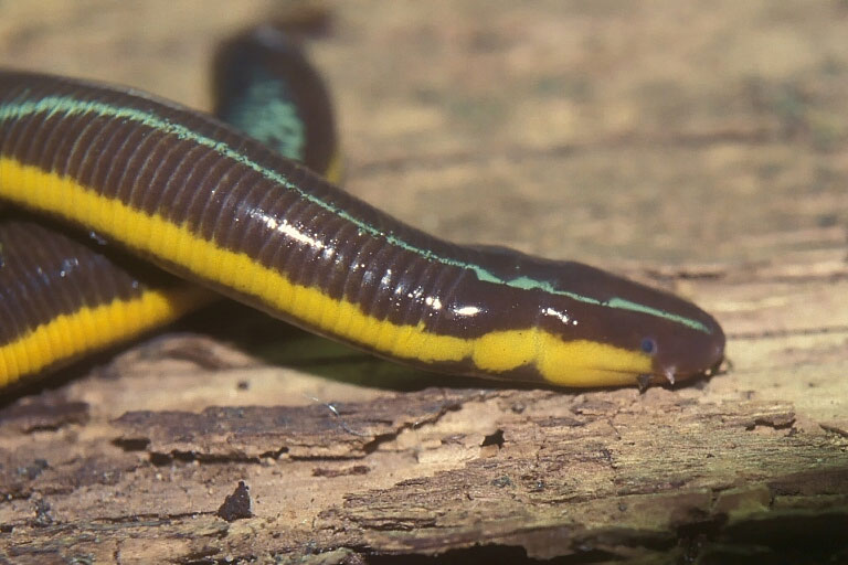 INFO BUDIDAYA: Sesilia, Amfibia Amat Langka