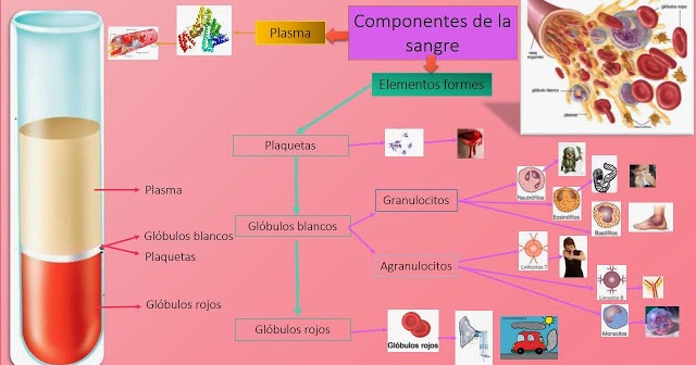 Fisiología Medica : Generalidades de Sangre. La sangre es un tipo de ...