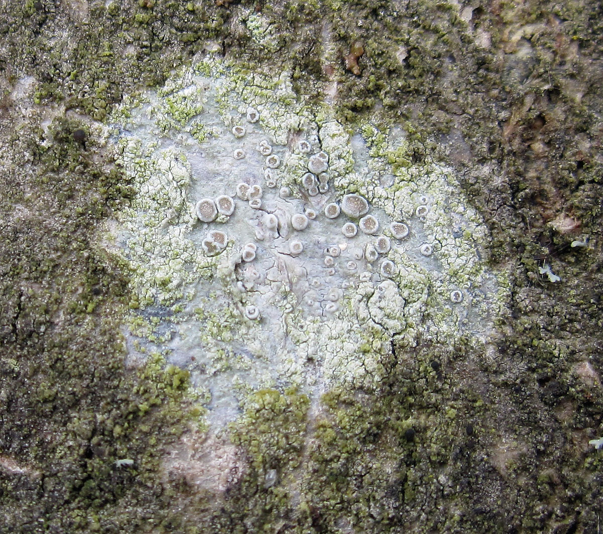 Spring At Keston | Naturally