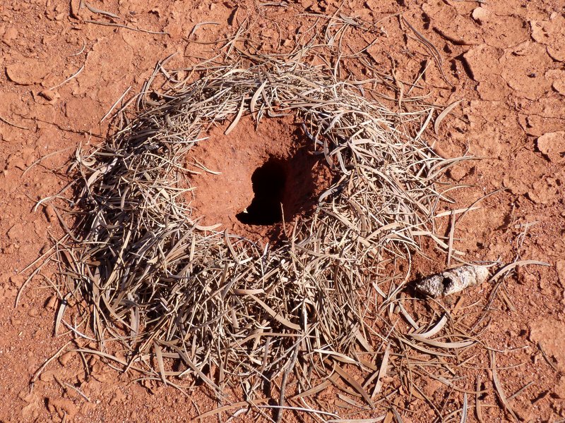 Ian Fraser, talking naturally: Mulga; face of the inland