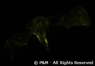 Phantoms and Monsters - Real Cryptid Encounter Reports - Fortean ...