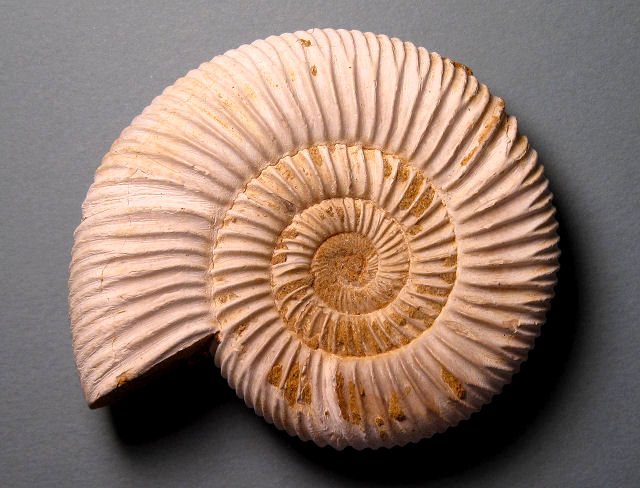 Pokémon by Review: #138 - #139: Omanyte & Omastar