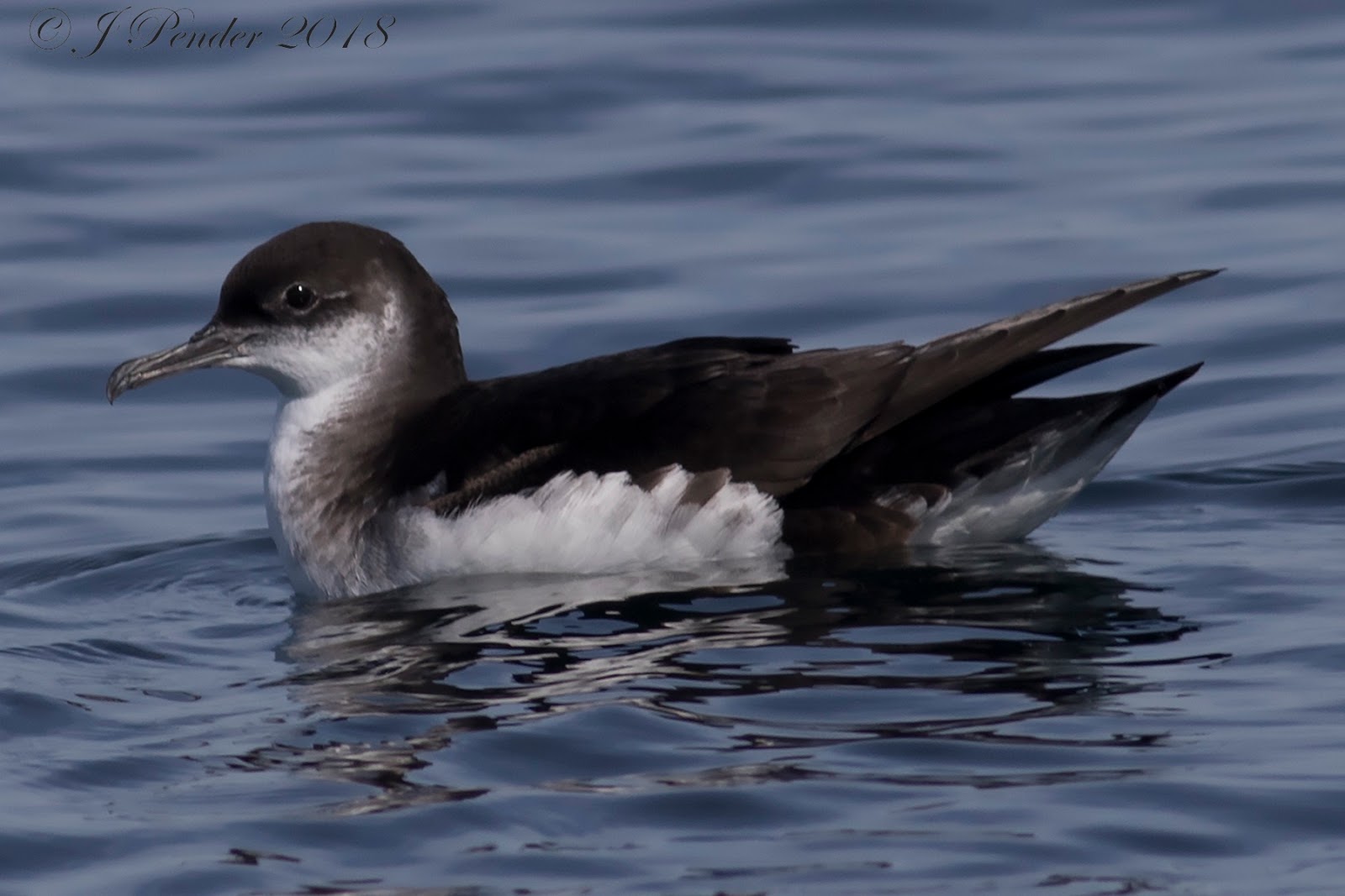 Joe Pender Wildlife Photography: Manx Shearwaters