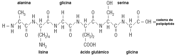 P7 Biología curso 16-17: Proteínas Grupos de Biología V