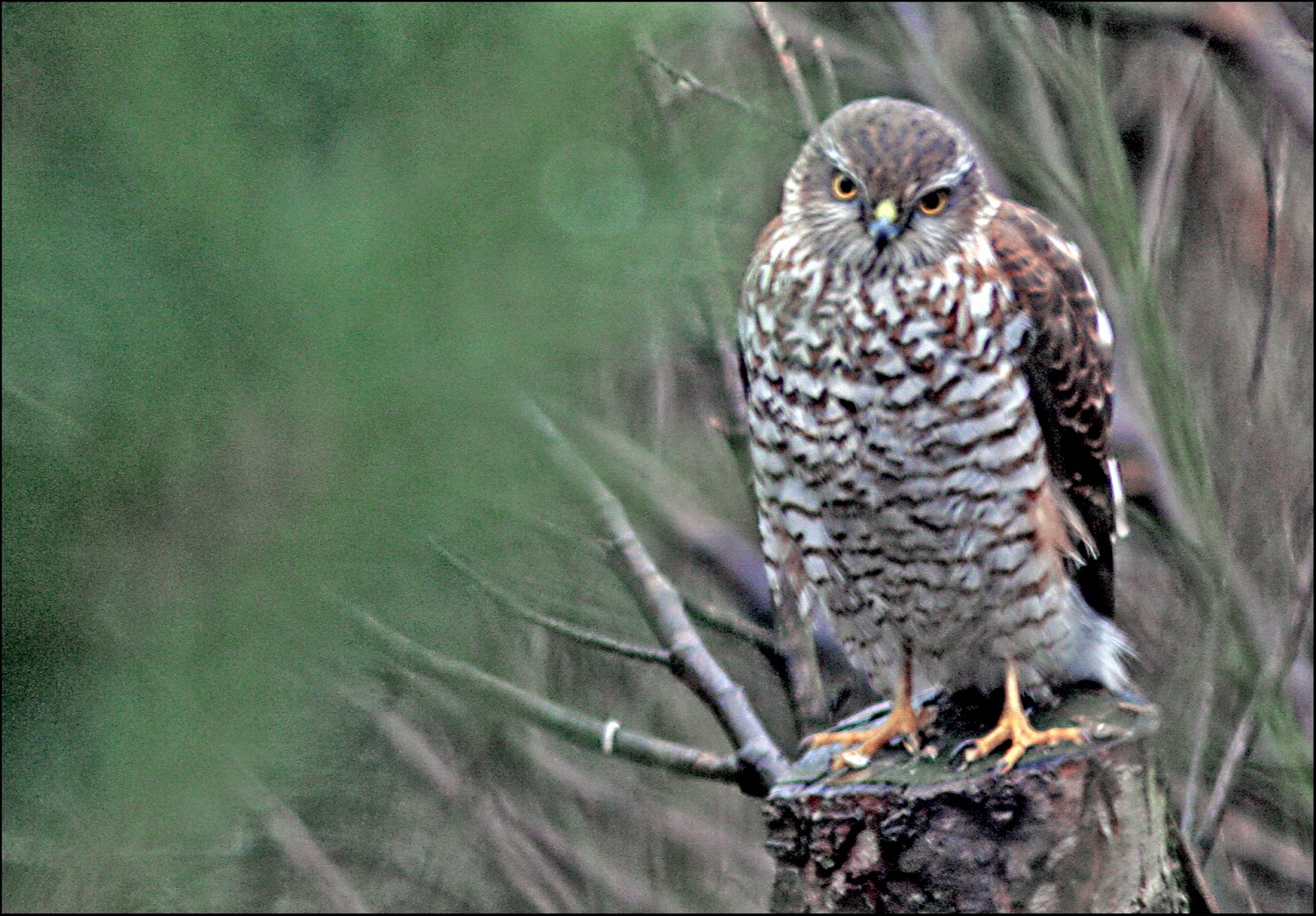 Species of UK: Week 53: Sparrowhawk ('Accipiter nisus')