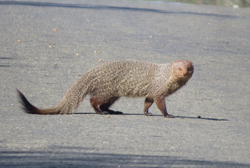 Just About Everything: The Namdapha Flying Squirrel