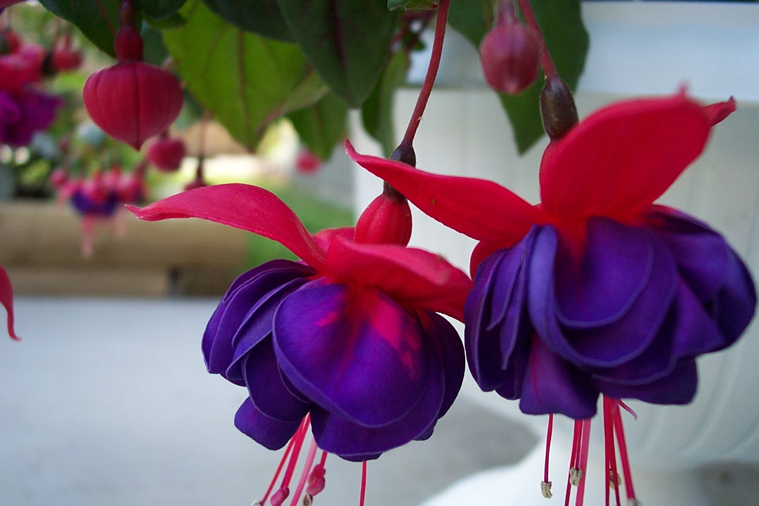 Plantas e Flores: Brincos de Princesa - Fuchsia