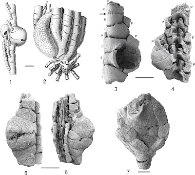 The Echinoblog: Fossil Parasites & Commensals! 5 Examples! Happy ...