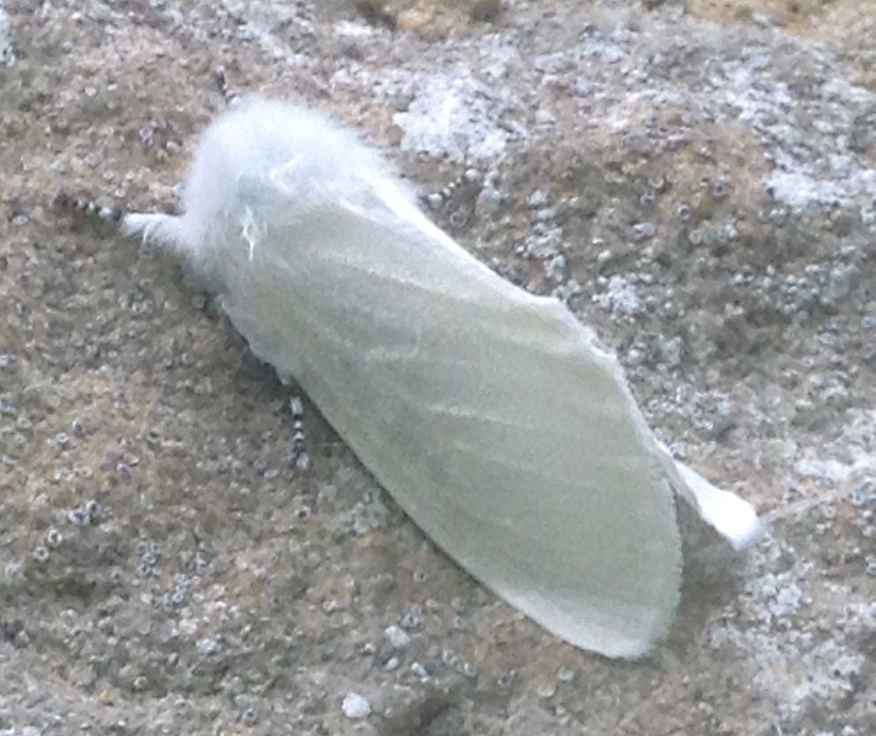 Martin's Moths: White Satin night