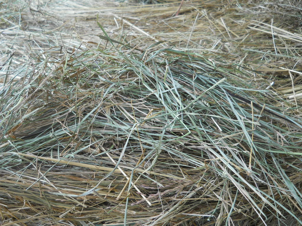 White House Farms: September is the month to insure you have hay!