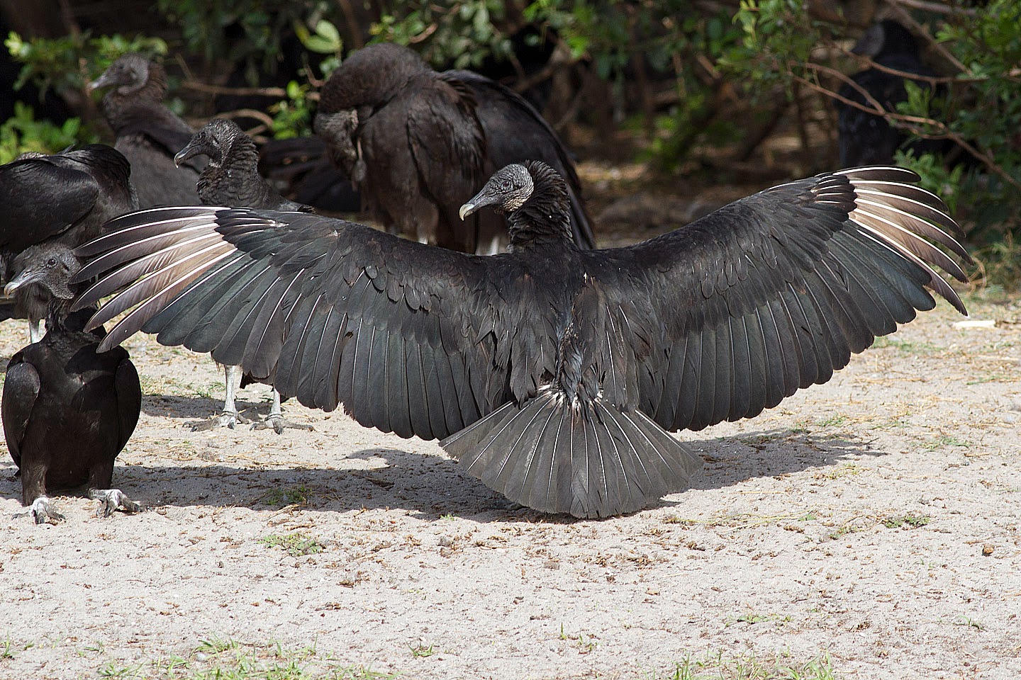 Ann Brokelman Photography: Black Vulture in Titusville, Florida, 2014