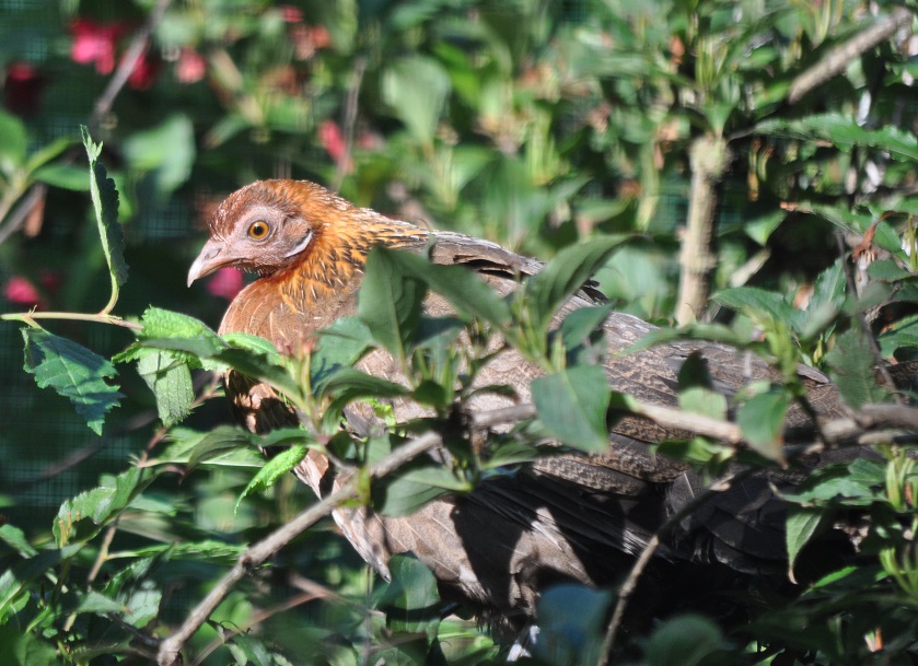 ZOOTOGRAFIANDO (6.100 ANIMALS): GALLO SALVAJE / RED JUNGLEFOWL (Gallus ...