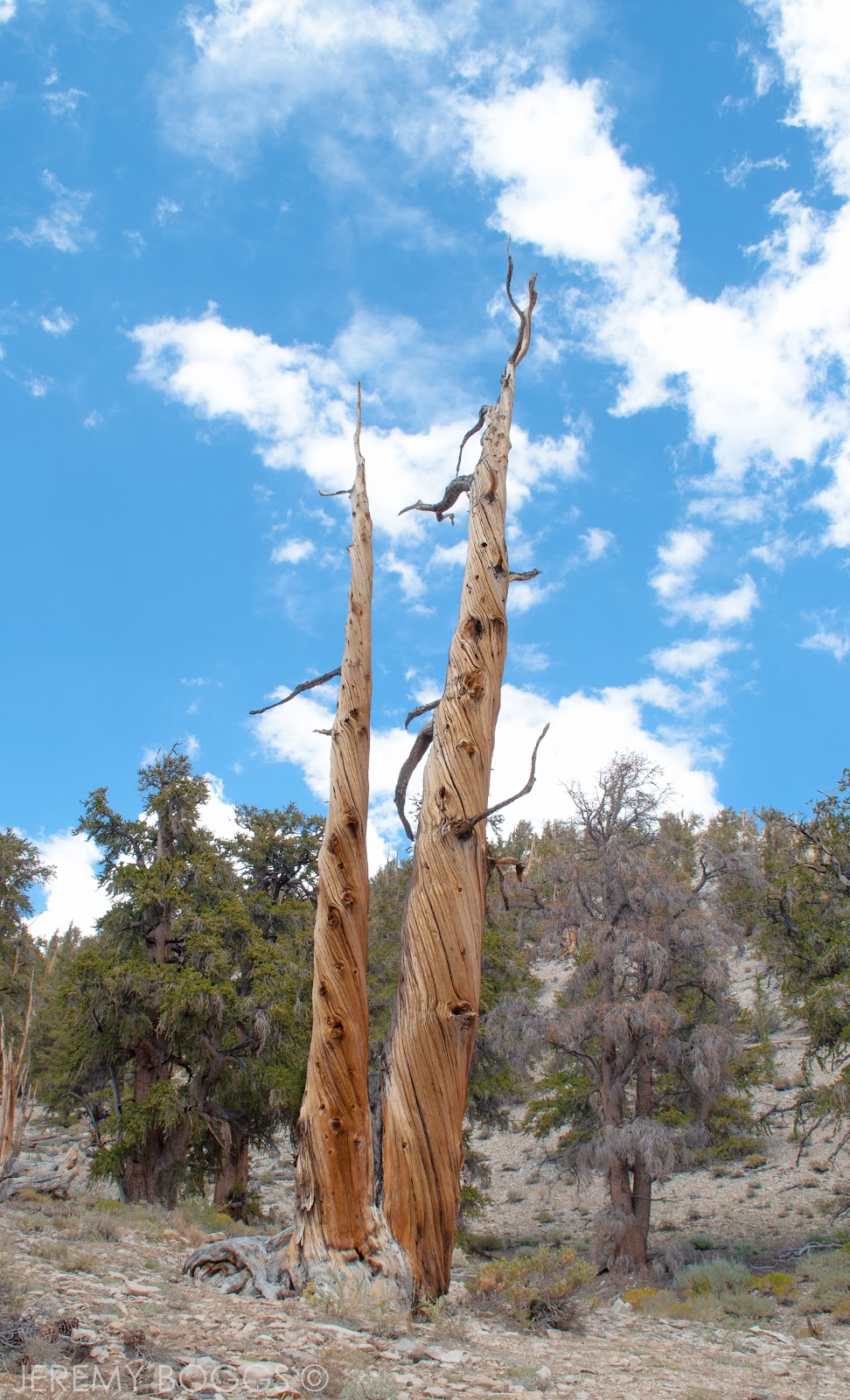Adventure Los Angeles: Dorothy & Tamarack Lakes - Sierra Nevada Backpacking