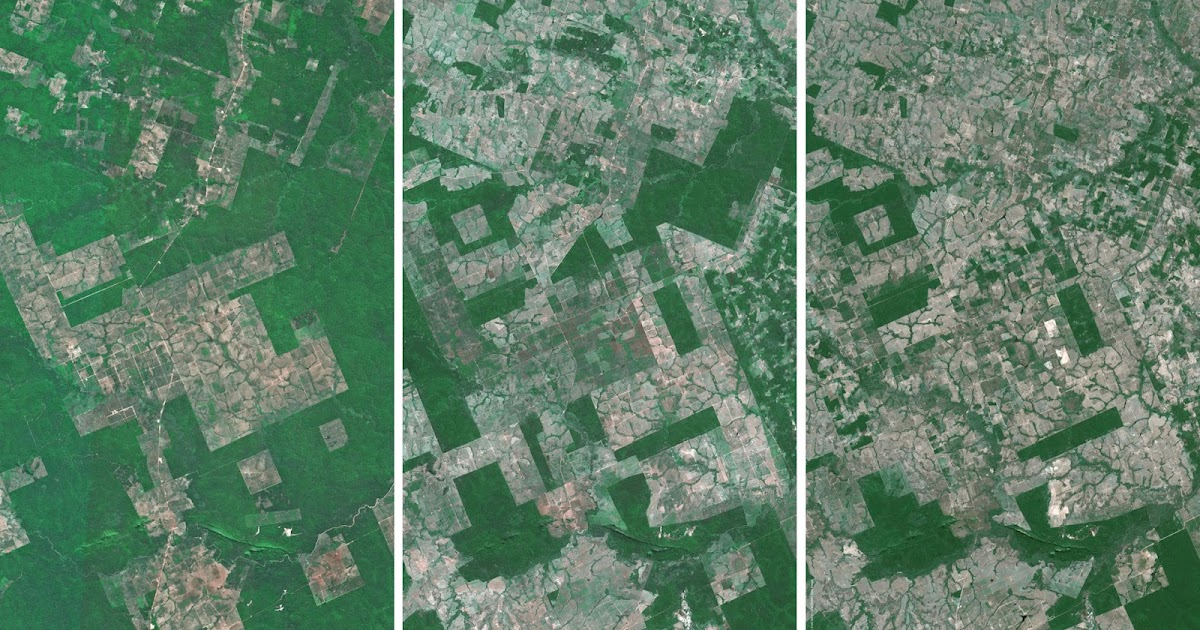 Deforestation of the Amazon: Collage