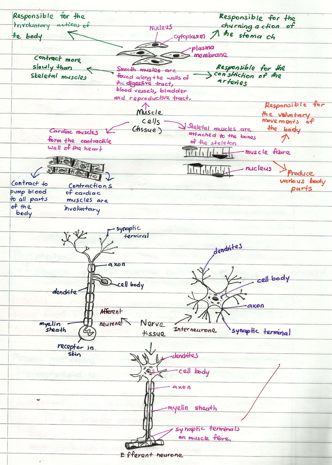 Fakta 4 You: SPMBIO- Form 4 Chapter 2 Cell Structure and Cell Organisation