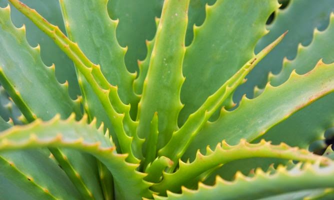 Verde Azul Naturaleza y Salud: Áloe vera, sábila o acíbar.