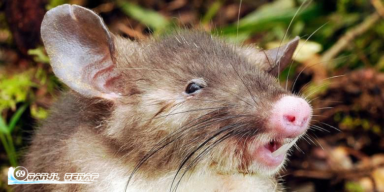 6 jenis Tikus-tikus Unik Yang Ada Di Indonesia - Ganjil Genap