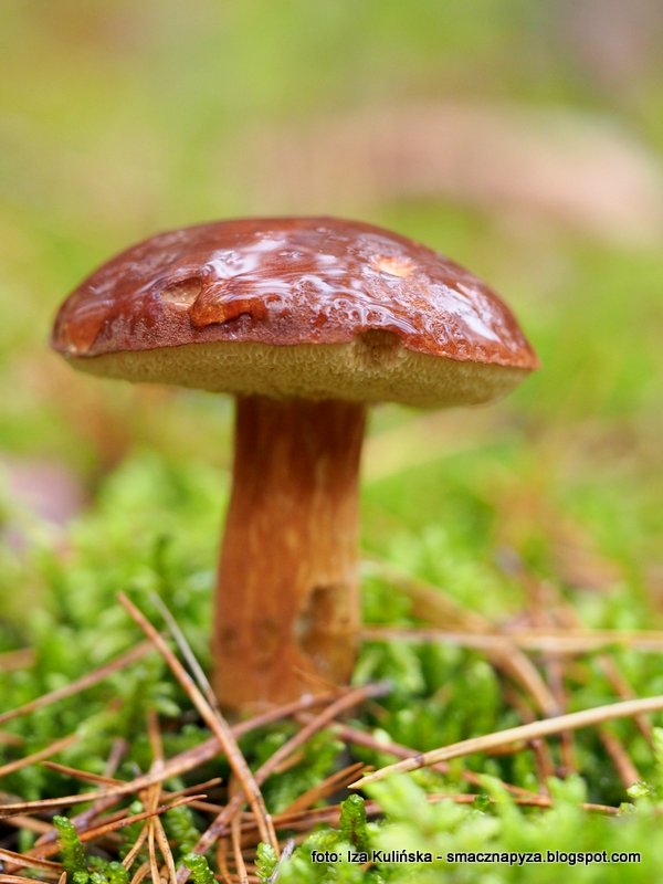 Mazowieckie grzybobranie jesienne | Smaczna Pyza