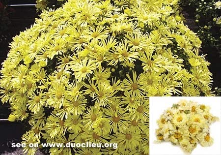 Chrysanthemum flower (Juhua)-Chrysanthemum morifolium Ramat.