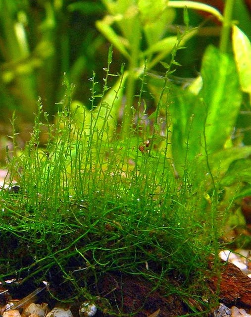 GNA [Get Nature Aquascape]: Tanaman Aquascape