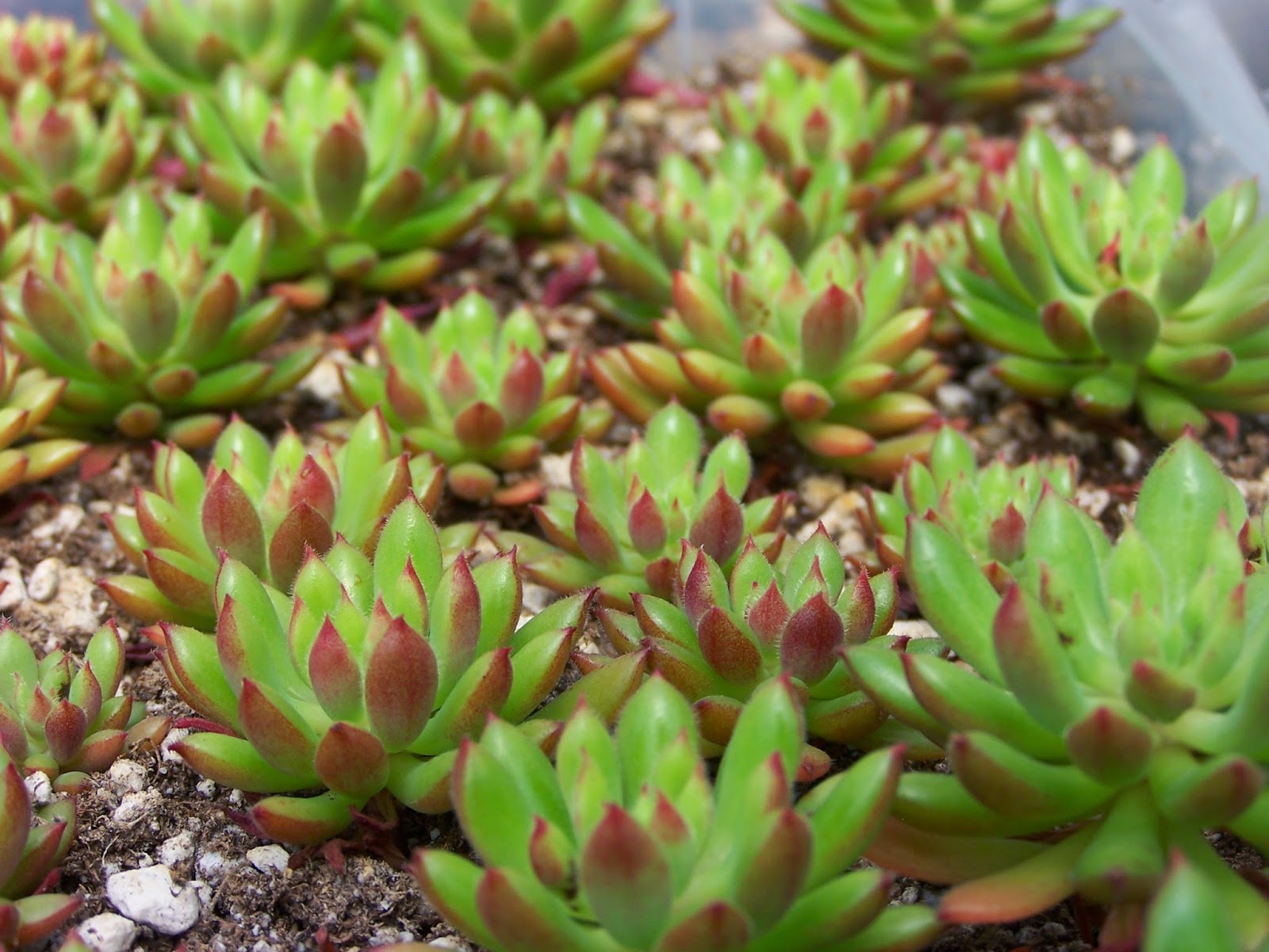 Oregon Cactus Blog: Echeveria spruce-oliver