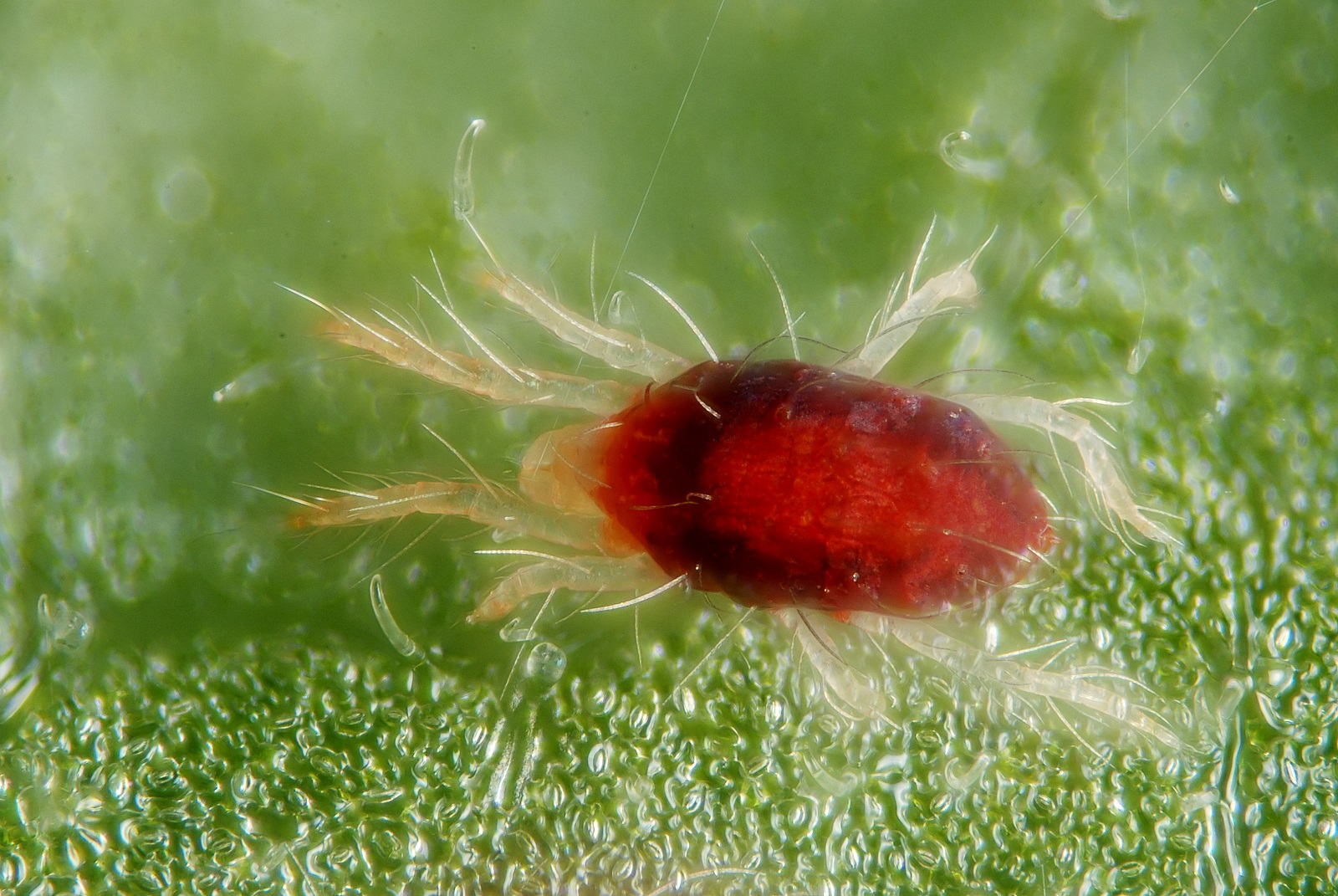 Real Monstrosities: Two-spotted Spider Mite