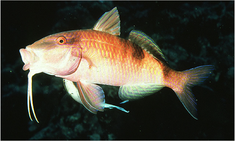 Goatfish | Fun Animals Wiki, Videos, Pictures, Stories