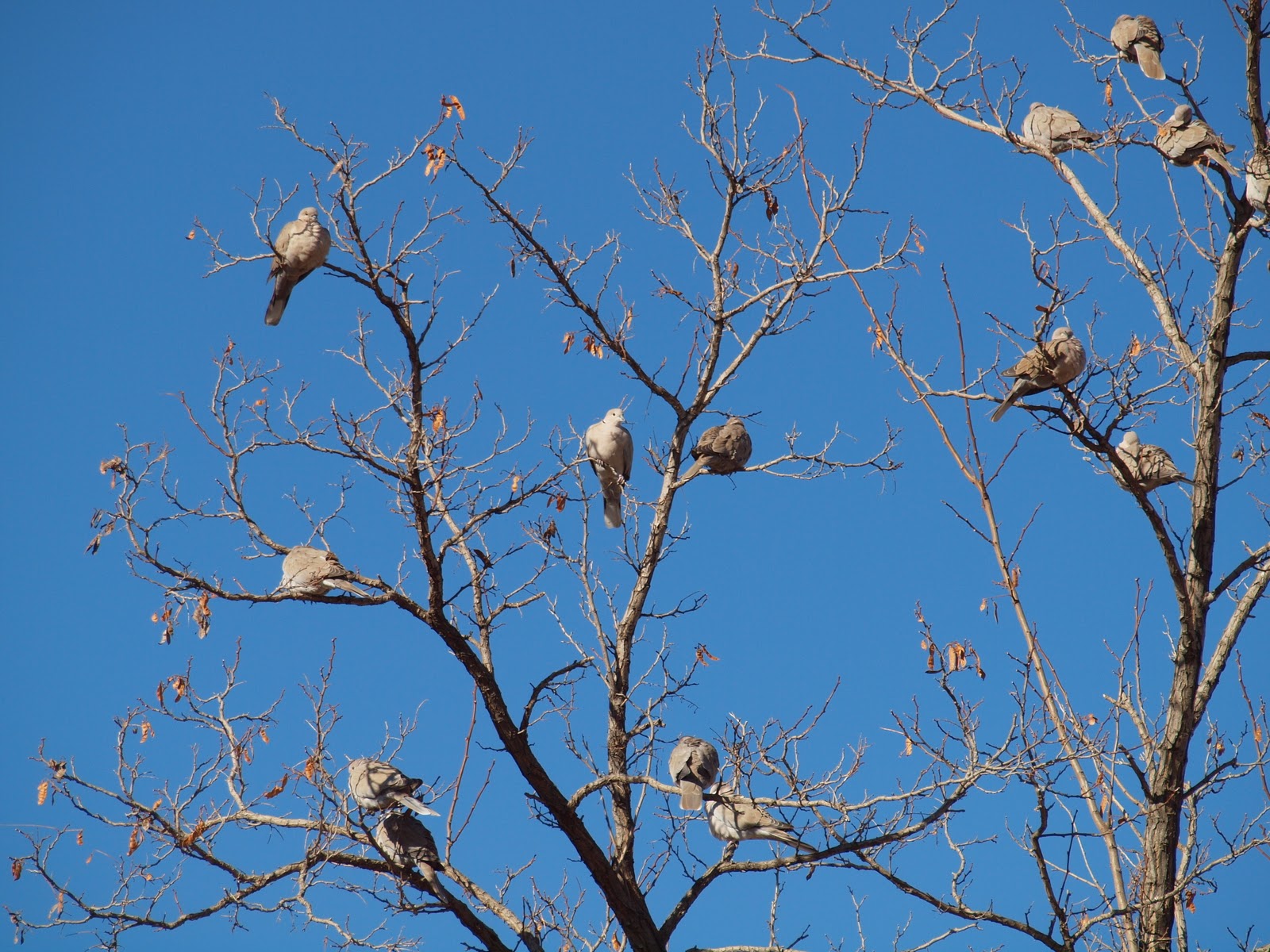 Birding Is Fun!: Eurasian Collared-dove Expansion in North America