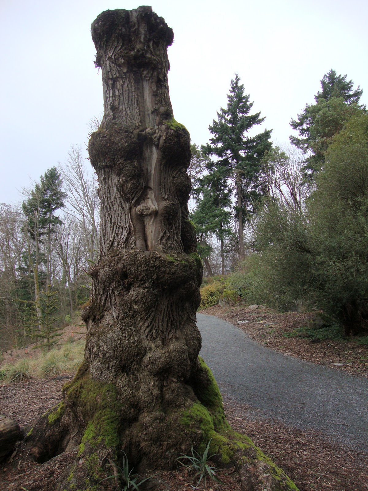 danger garden: More from Seattle…a quick visit to a couple of public ...