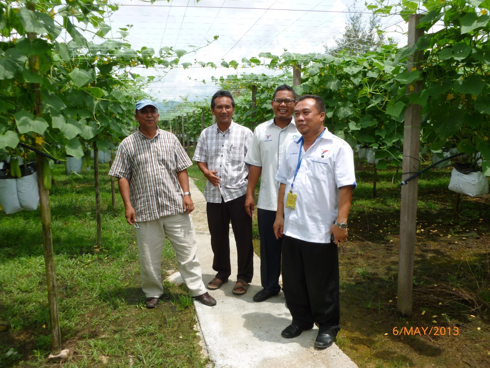 OBO: Projek Tanaman Timun Fertigasi Terbuka Di SMK Kuala Jengal, Dungun ...