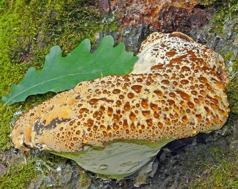 La régénération de la matière organique en forêt grâce aux champignons ...