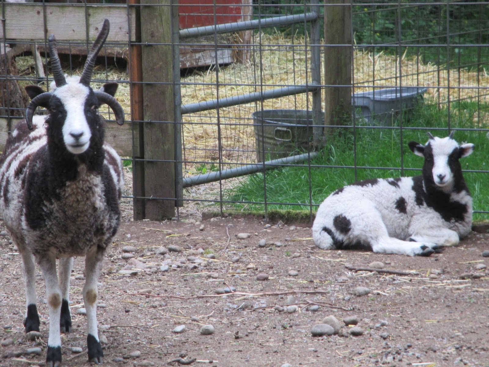 Red Dog, Spotted Sheep: Jacob Sheep Ewe Lambs ~ 2016