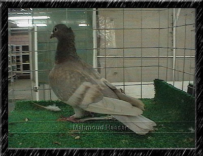Pigeons for sale: Homing pigeon - Opal color