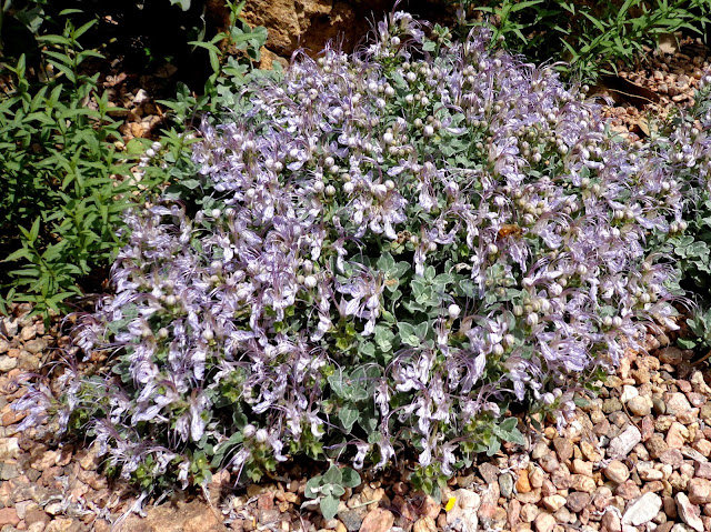 Prairiebreak: A terrible tale of two tangled Teucriums.