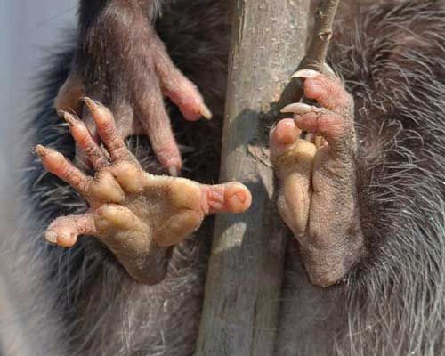 Retired--Now What?: Learning About Opossums