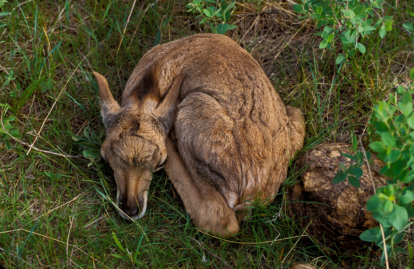 Spring Creek Chronicles: The First Fawn